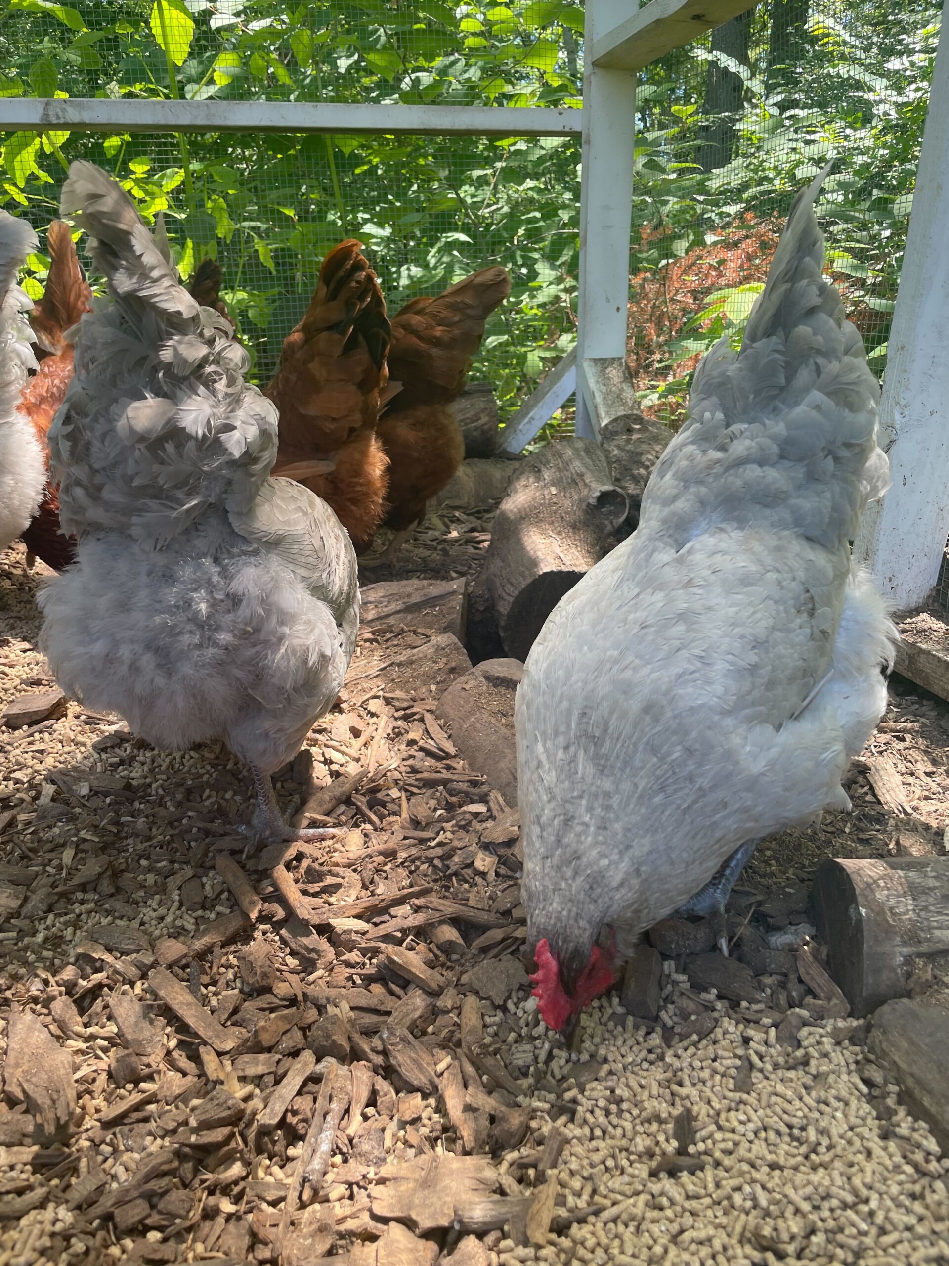 Smart AG: Using IoT to Build a Better Chicken Coop | Soracom